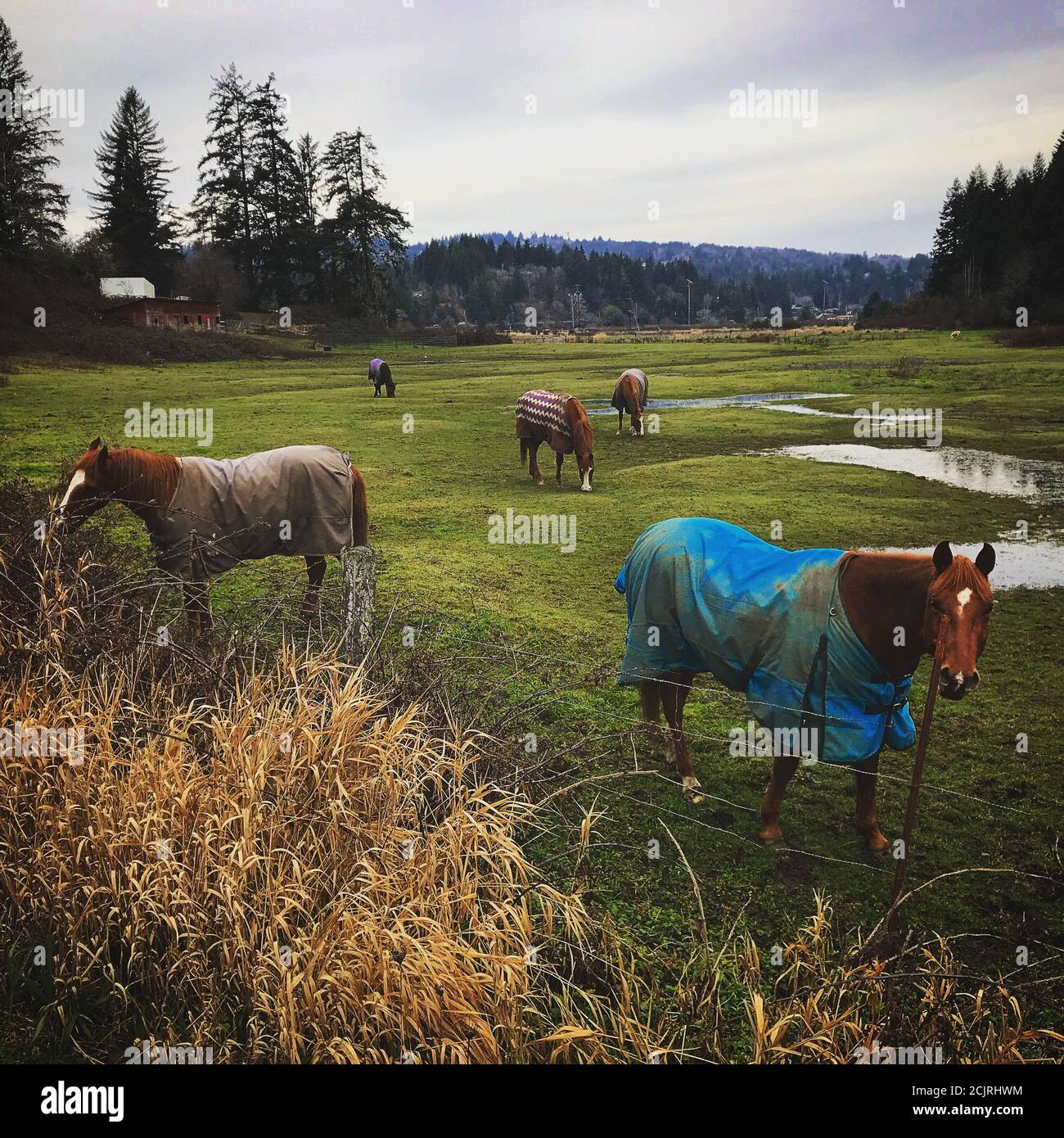 Winter blankets for horses hi-res stock photography and images - Alamy