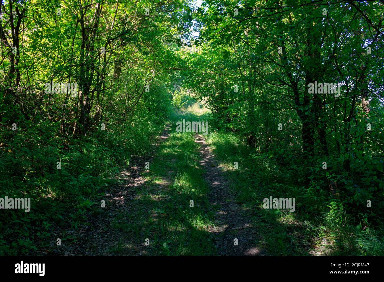 Straight pathway in the middle of the woods Stock Photo - Alamy