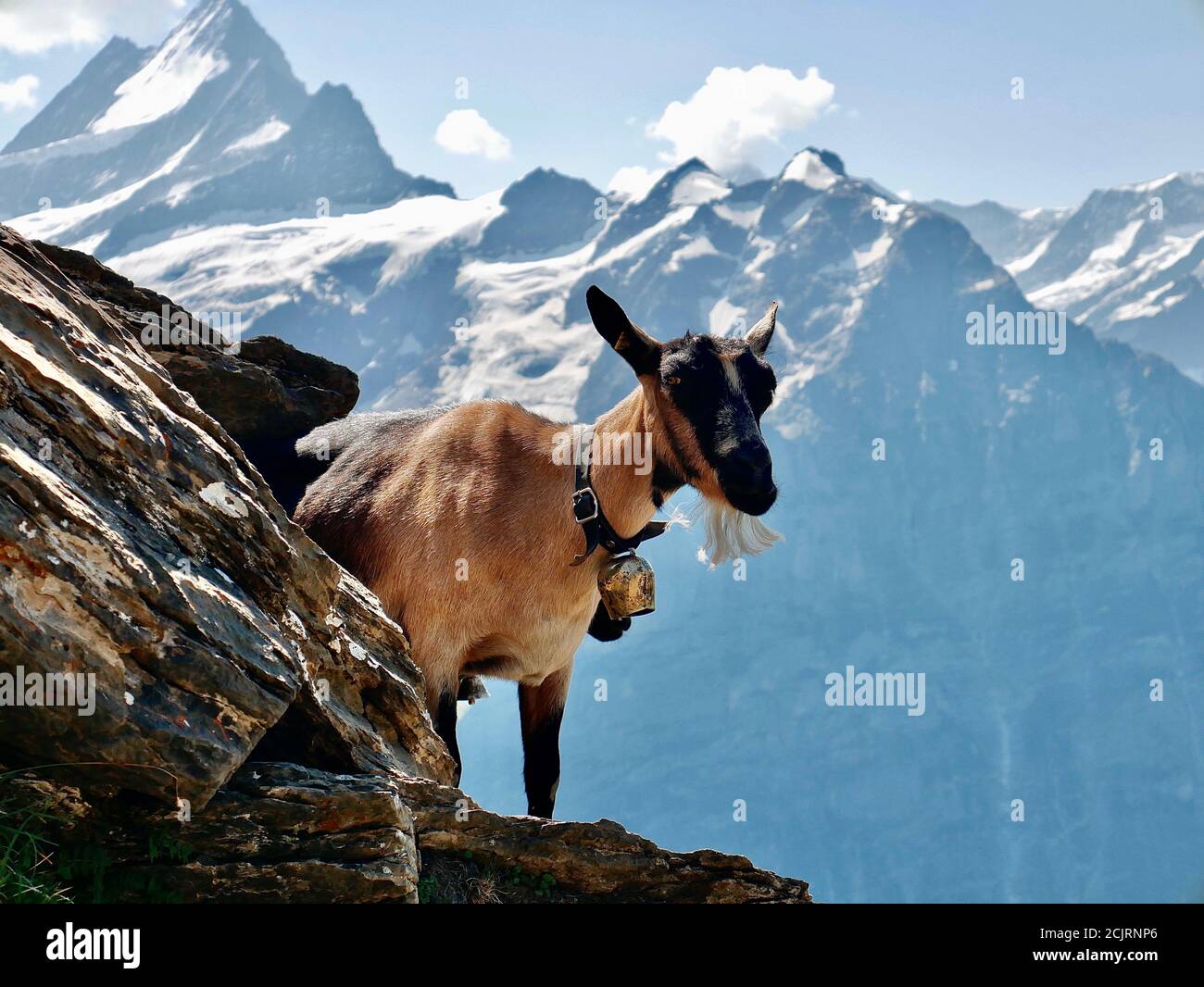 Bergziege hintergrund hi-res stock photography and images - Alamy