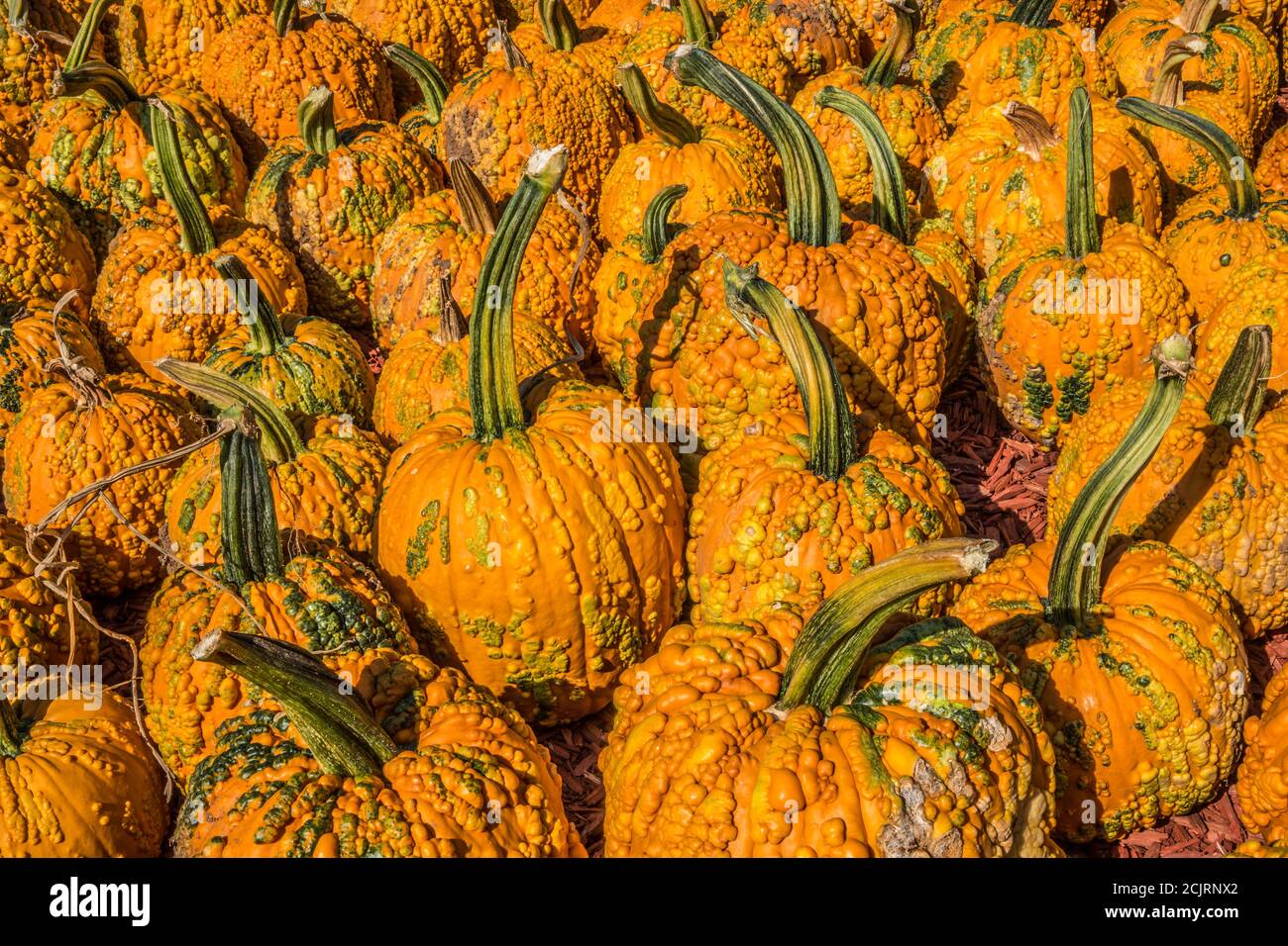Many different sizes and shapes of pumpkins with warts on them that are ...