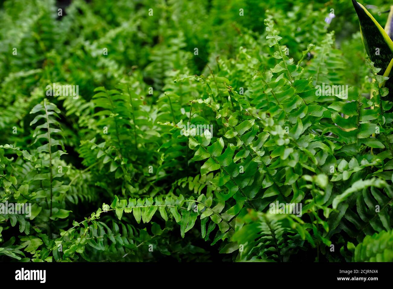 Nephrolepis hi-res stock photography and images - Alamy
