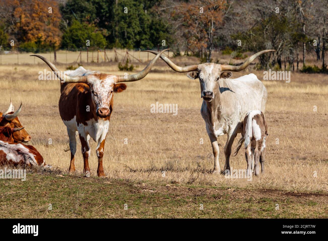 Longhorns hi-res stock photography and images - Alamy