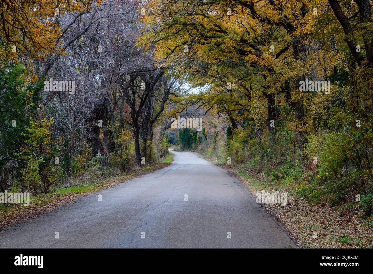 Autumn trees overhanging country hi-res stock photography and images ...