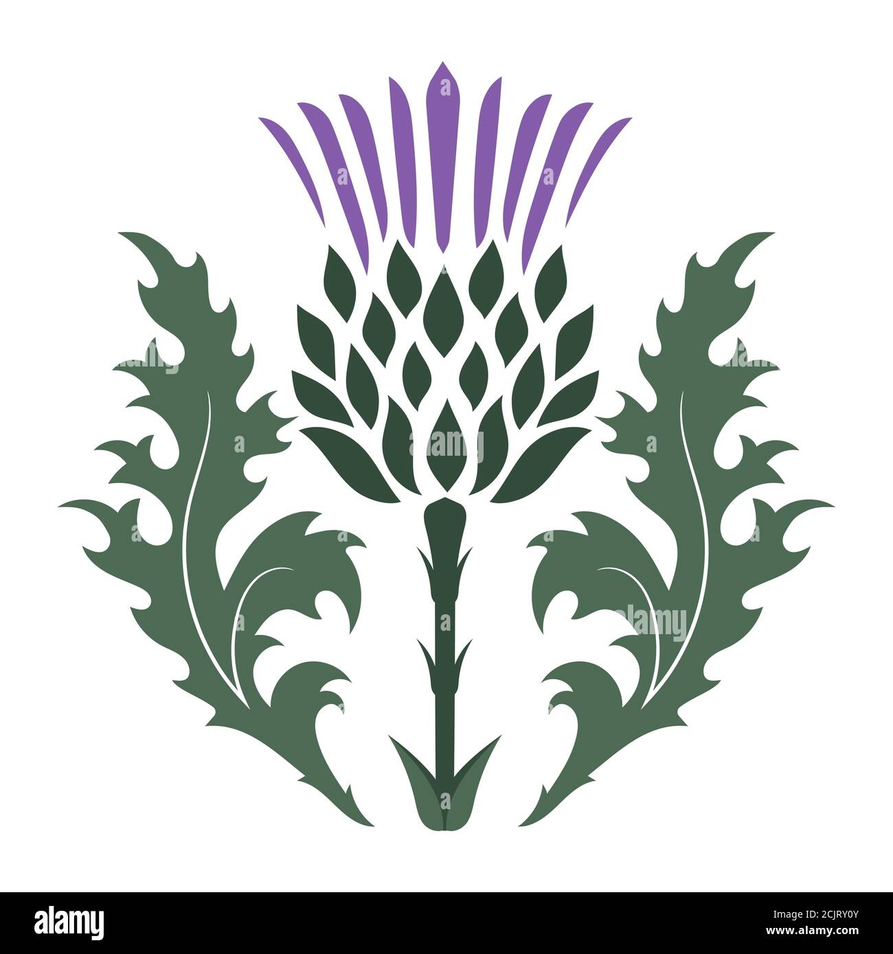 Thistle. Onopordum acanthium. Scottish Thistle Stock Vector Image & Art ...