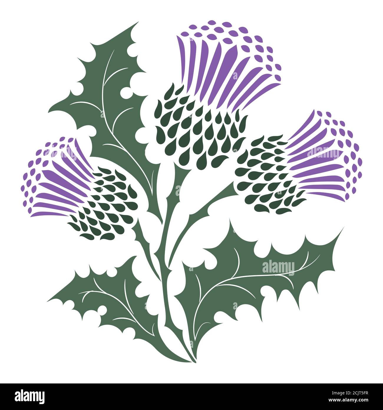 Scottish thistle illustration hi-res stock photography and images - Alamy