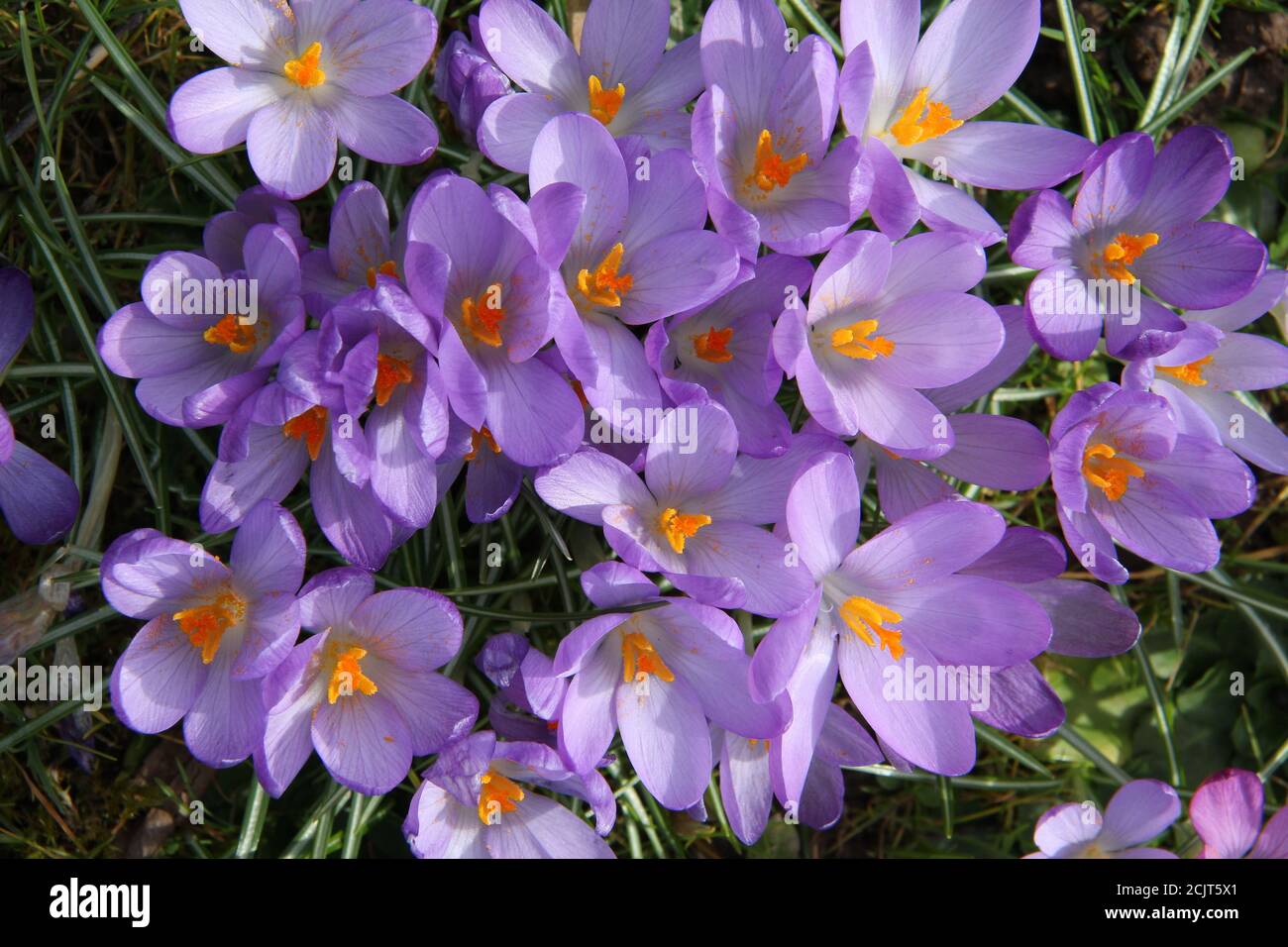 Closeup shot of beautiful purple crocuses growing in a garden Stock ...