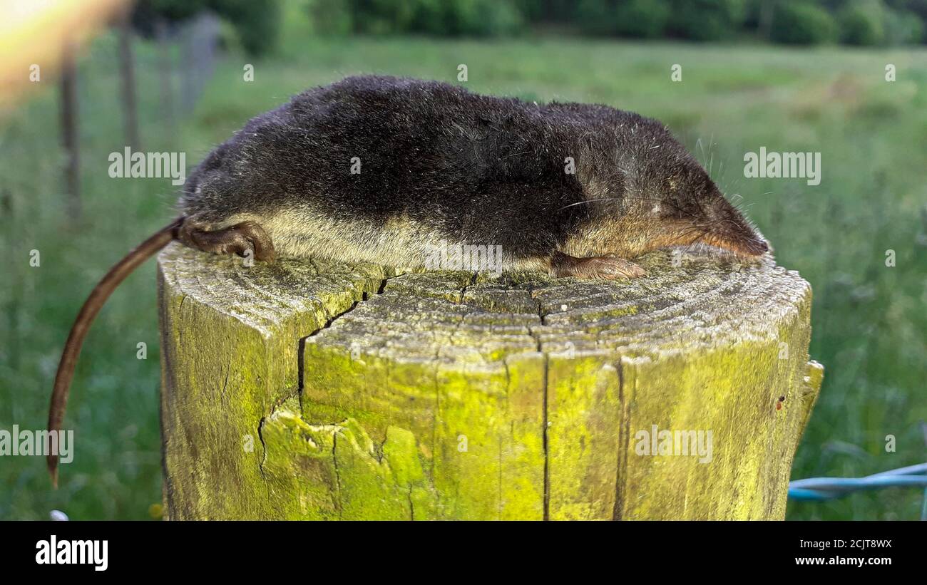 Dead common shrew hi-res stock photography and images - Alamy