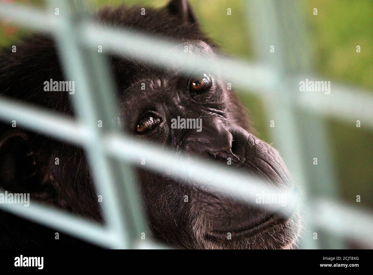 Poor conditions zoo hi-res stock photography and images - Alamy