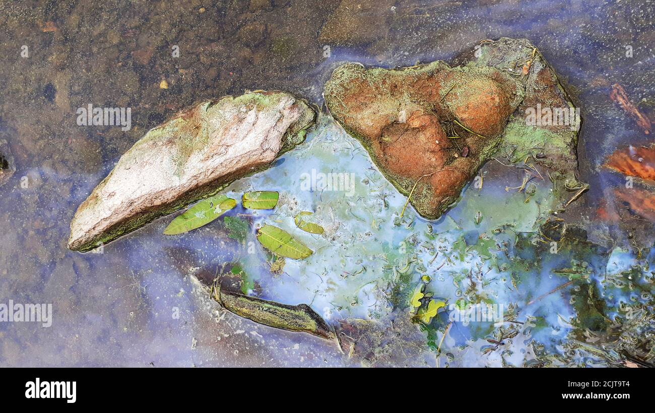 Blue green algae on Lake Windermere in Ambleside, UK Stock Photo - Alamy
