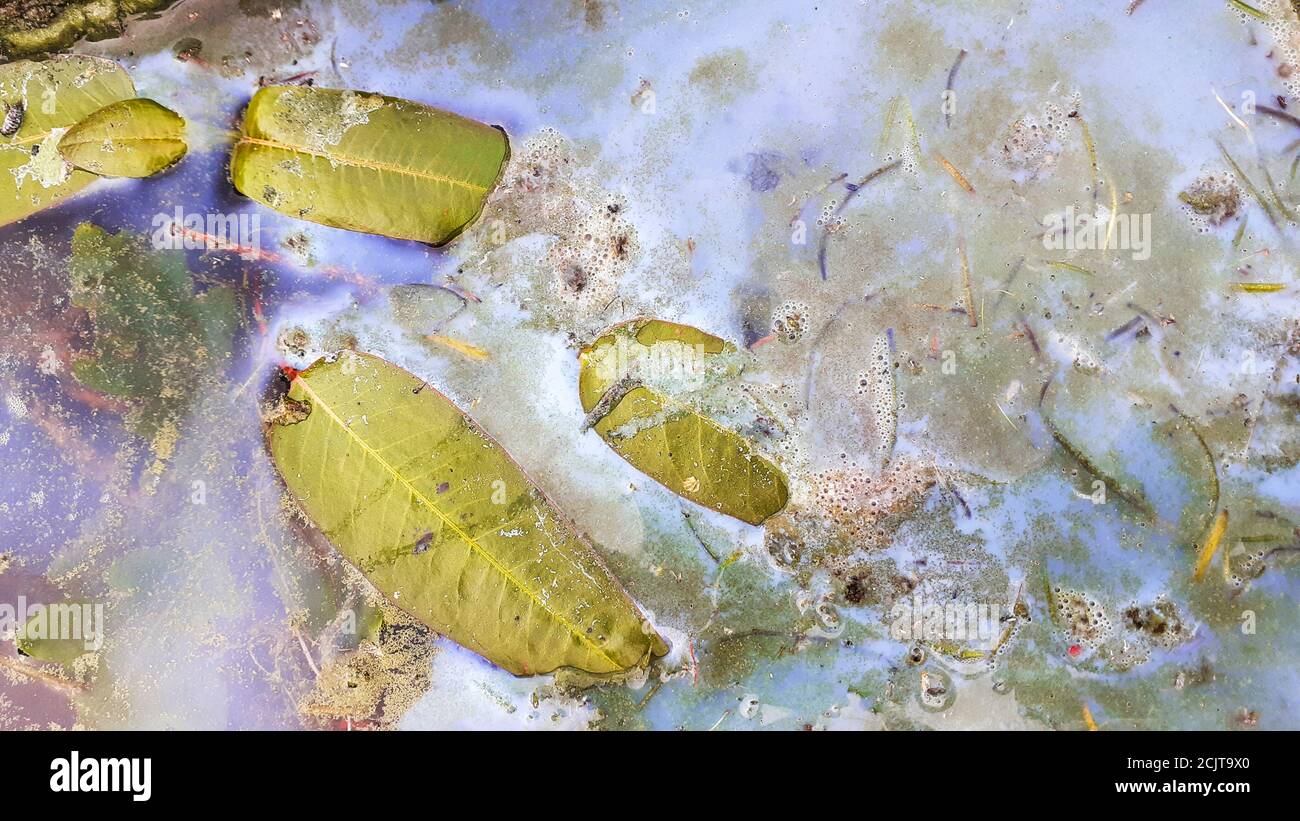 Blue green algae on Lake Windermere in Ambleside, UK Stock Photo - Alamy
