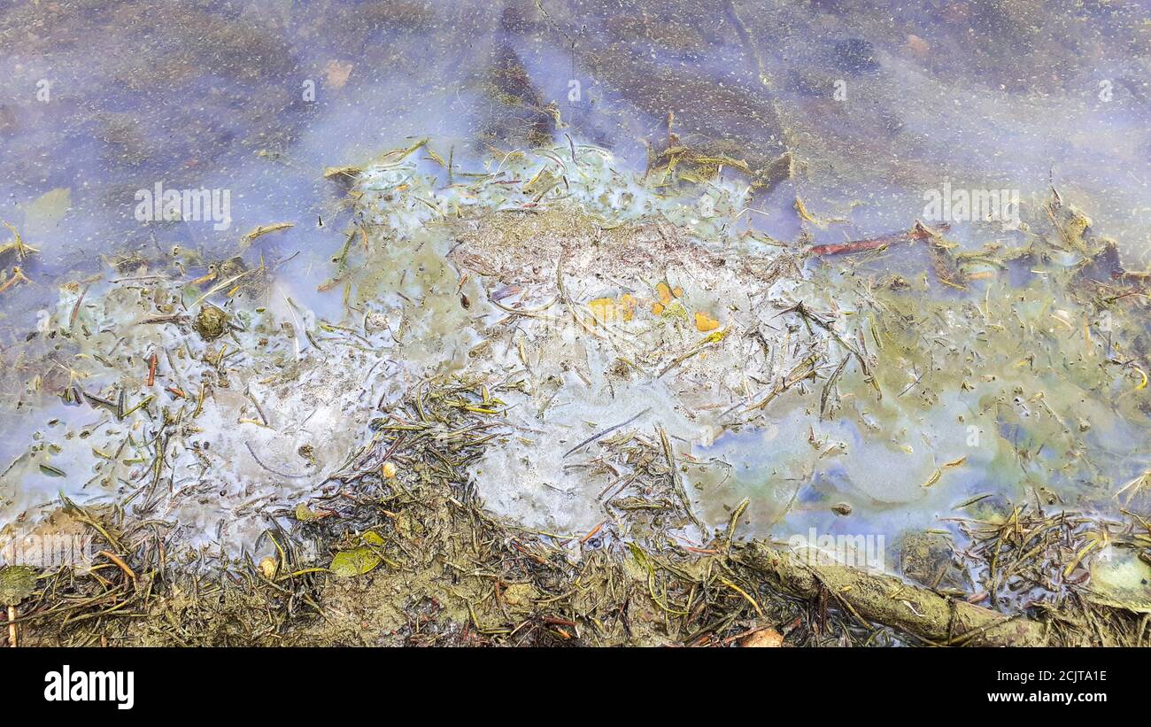 Algae on lake windermere uk hi-res stock photography and images - Alamy