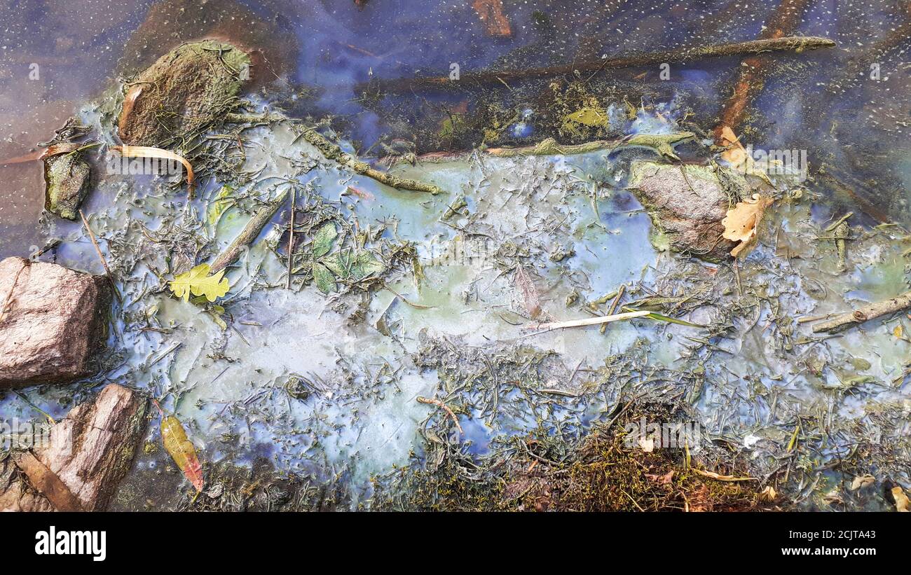 Blue green algae on Lake Windermere in Ambleside, UK Stock Photo - Alamy