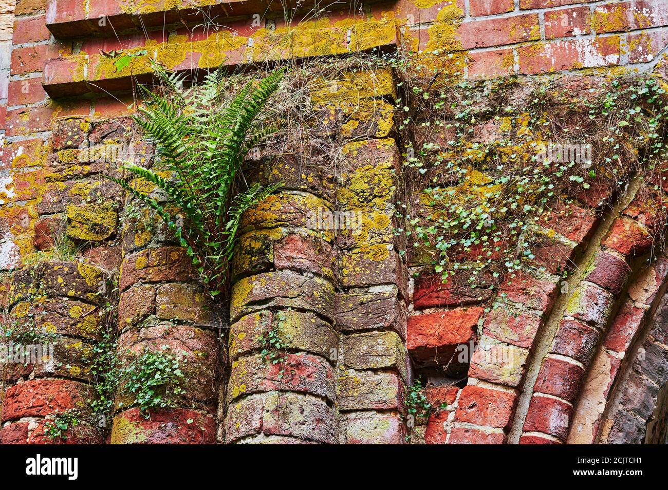 Medieval ruined monastery in a public park in Greifswald, Germany Stock ...