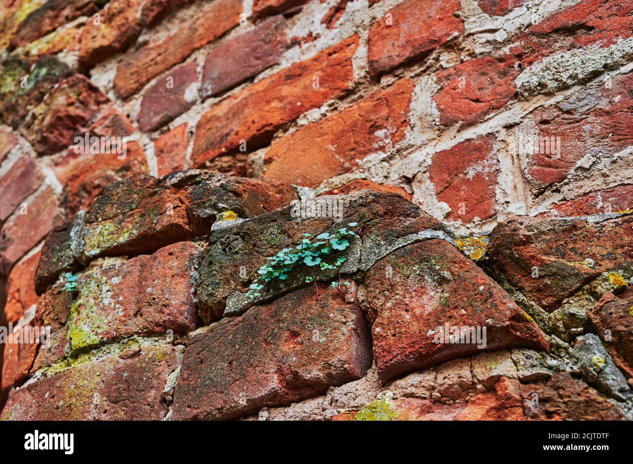 Medieval ruined monastery in a public park in Greifswald, Germany Stock ...