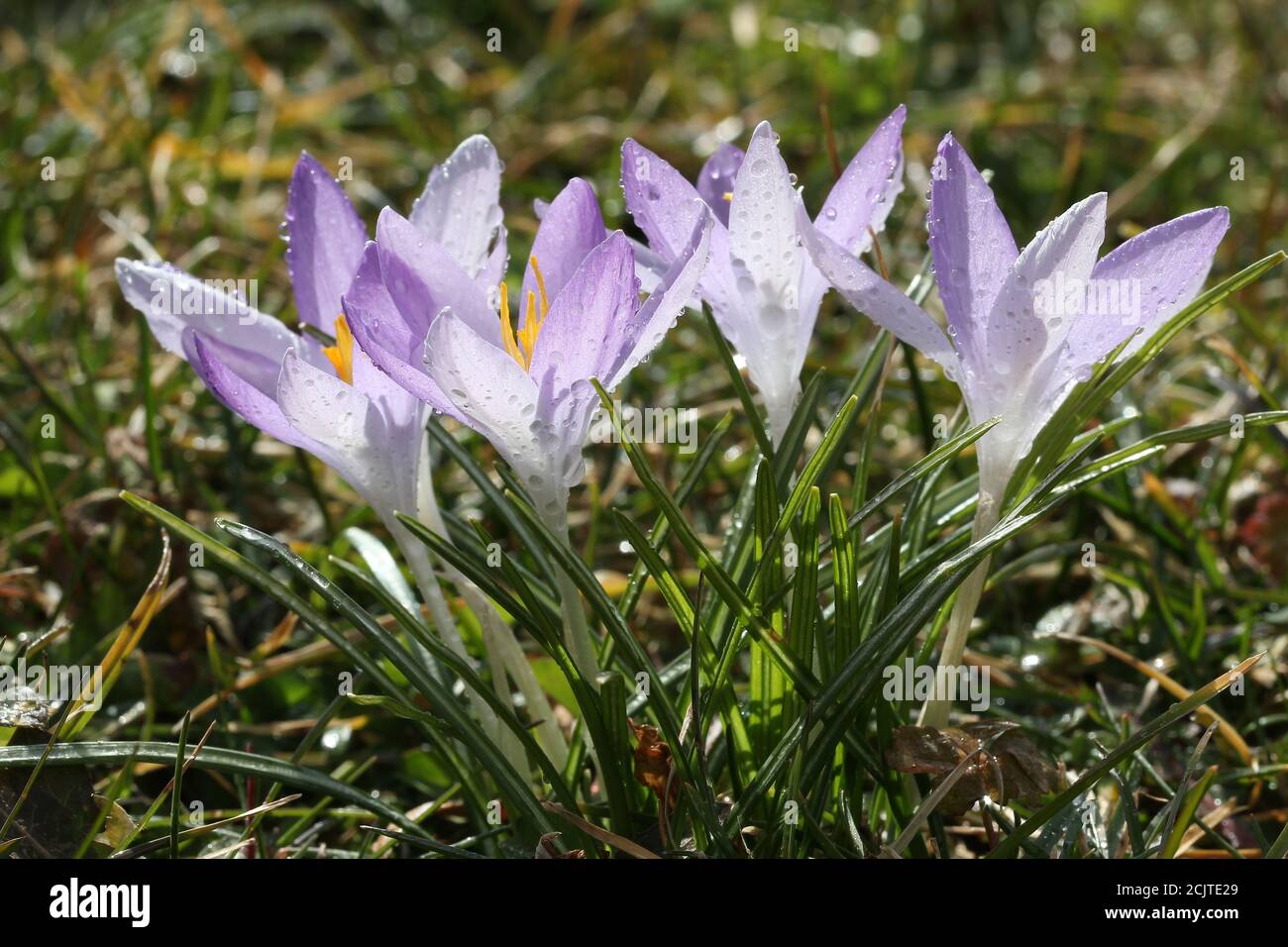 Closeup shot of cute snow crocuses under the sunlight Stock Photo - Alamy