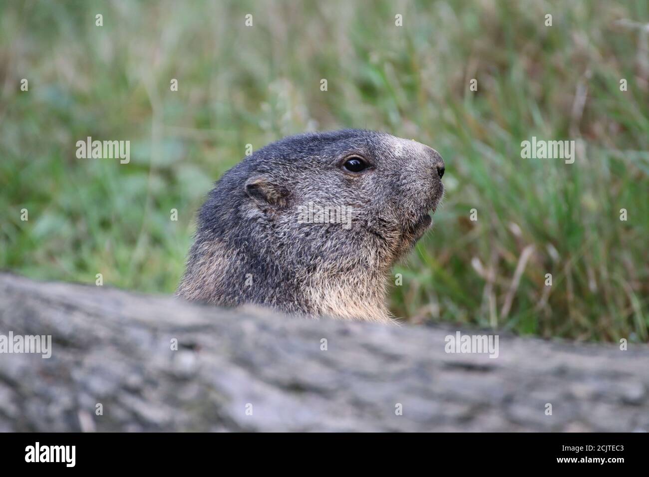 Behind the allgau alps hi-res stock photography and images - Alamy