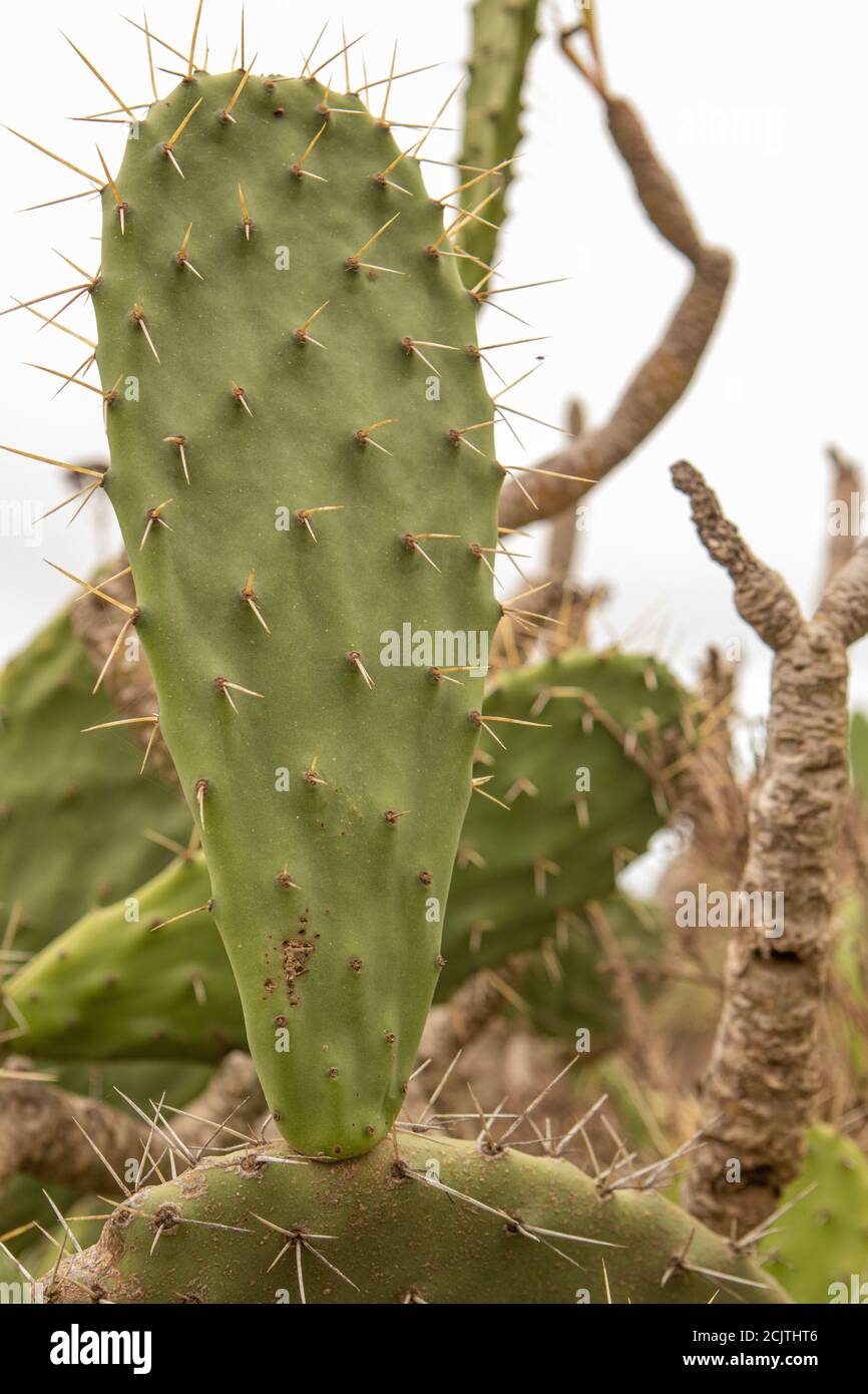Vertical closeup shot of cactus plant with long spines Stock Photo - Alamy