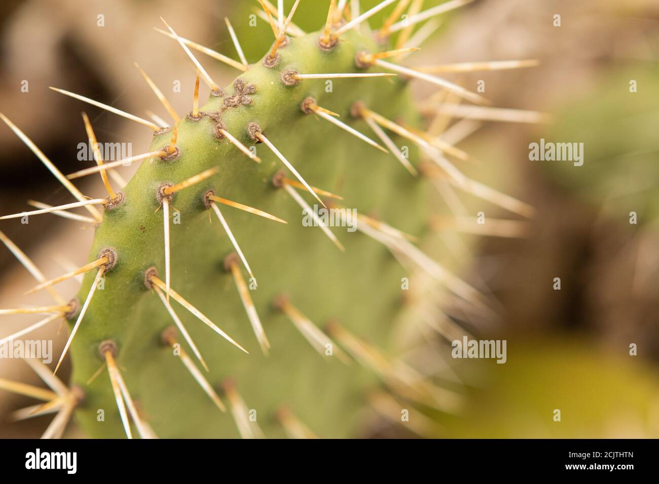 Macro shot of long spines of a cactus plant Stock Photo - Alamy