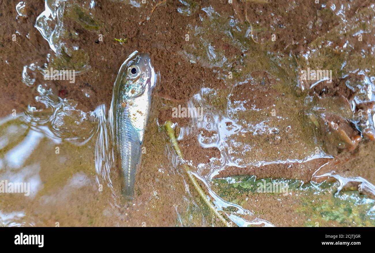 Overbank flooding hi-res stock photography and images - Alamy