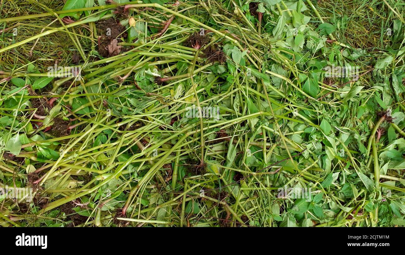 Clearing Himalayan Balsam, a highly invasive alien plant from a patch ...