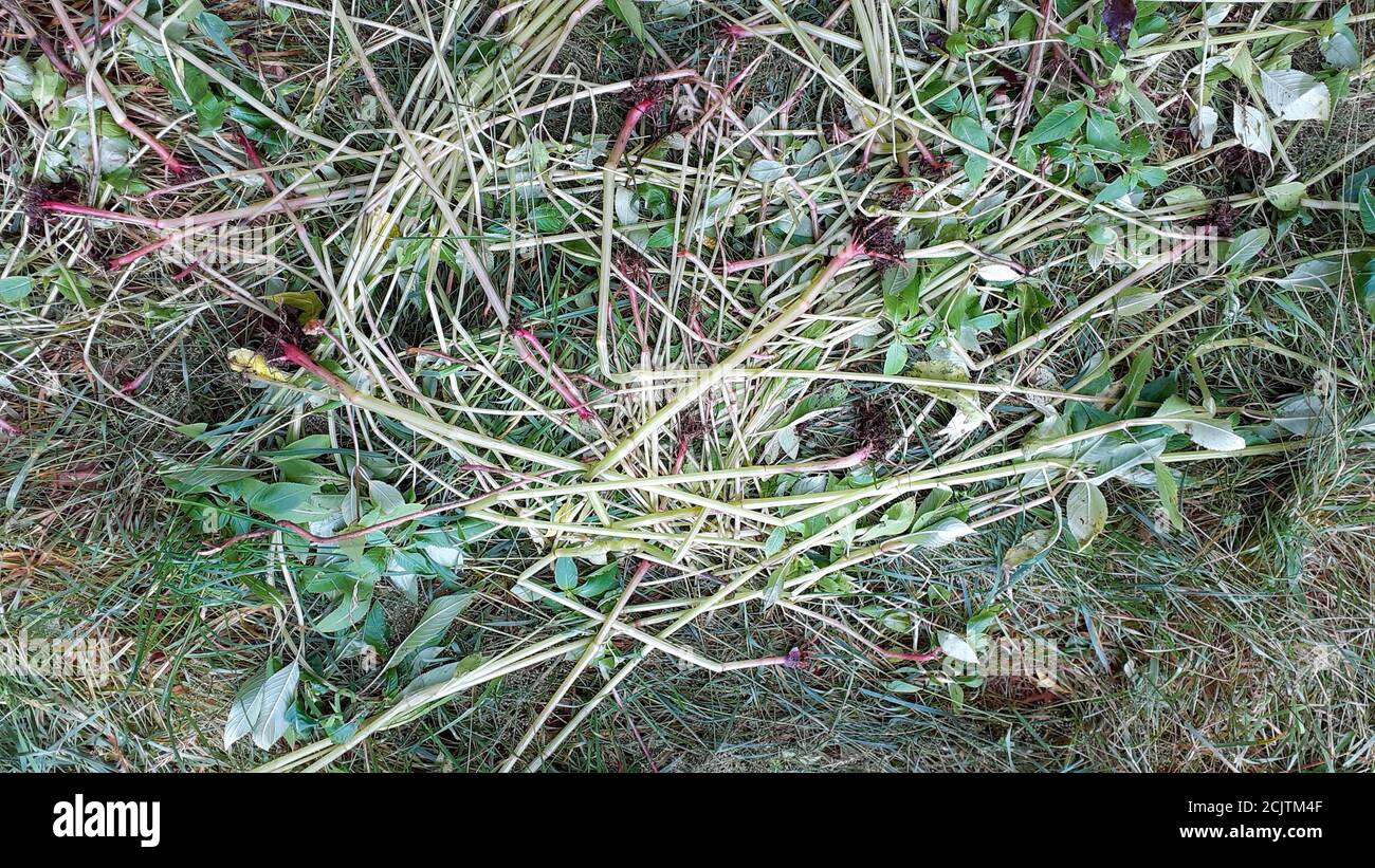 Clearing Himalayan Balsam, a highly invasive alien plant from a patch ...