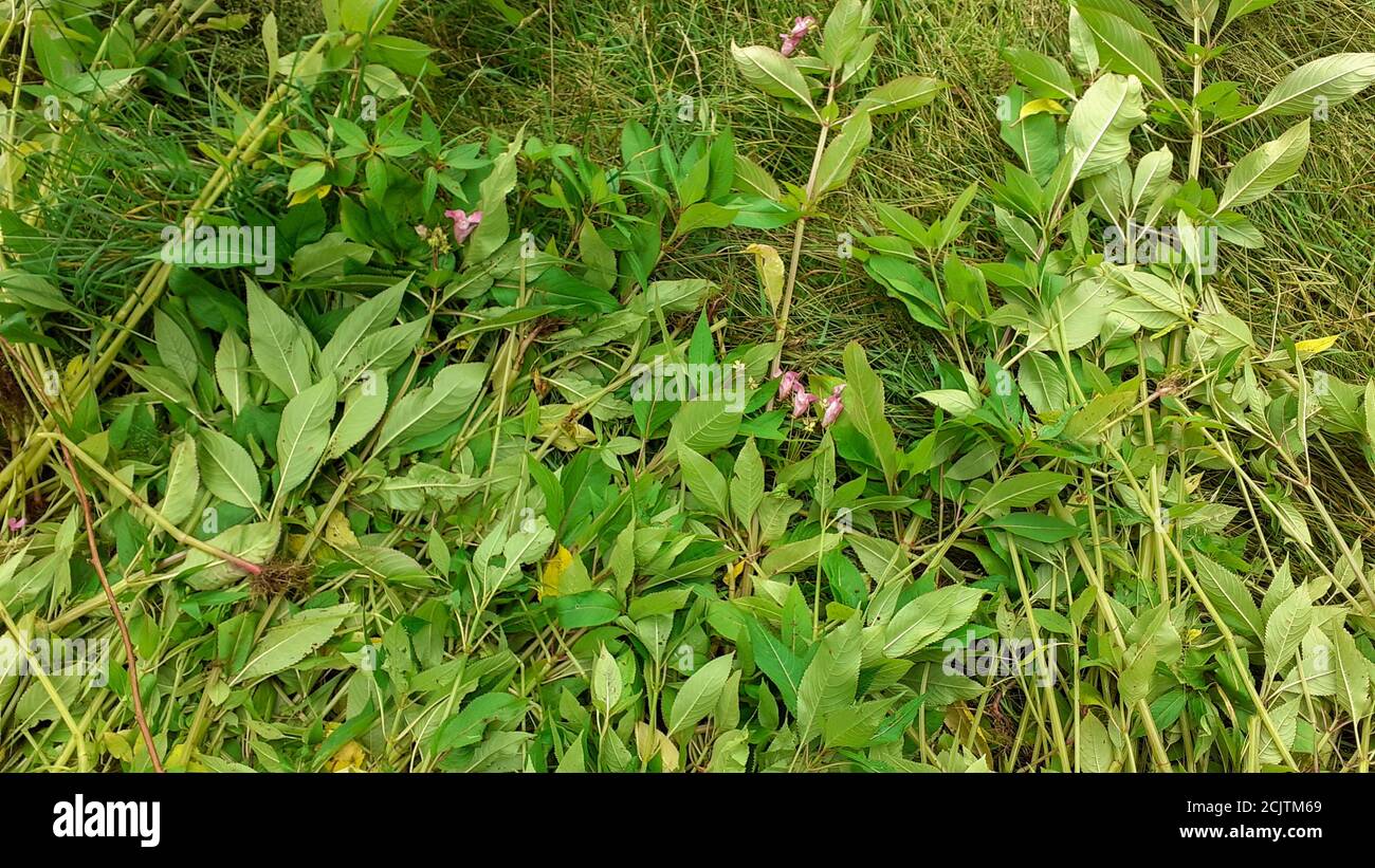 Clearing Himalayan Balsam, a highly invasive alien plant from a patch ...