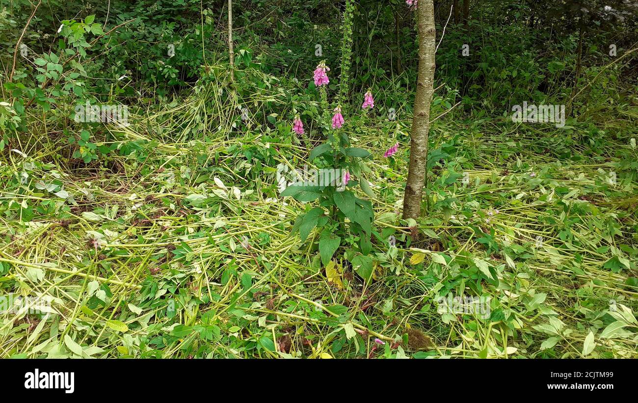 Clearing Himalayan Balsam, a highly invasive alien plant from a patch ...