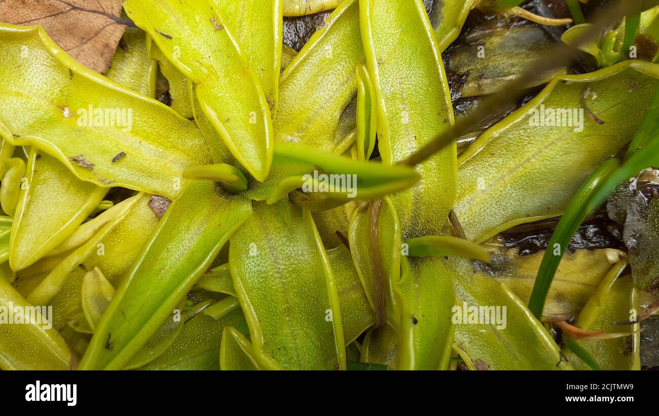 Butterwort, an insectivorous plant that grows in damp nutrient poor ...