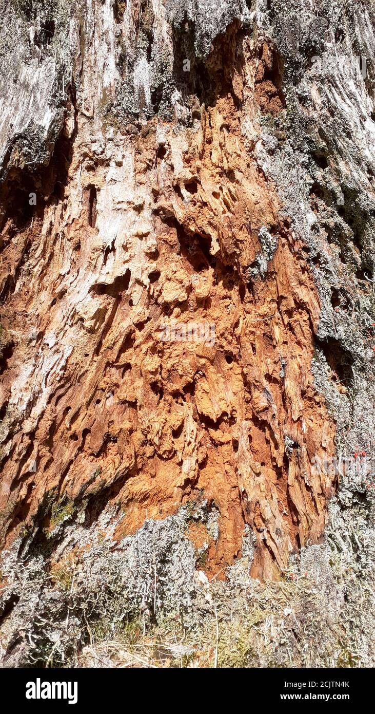 Woodpecker grubs tree hi-res stock photography and images - Alamy