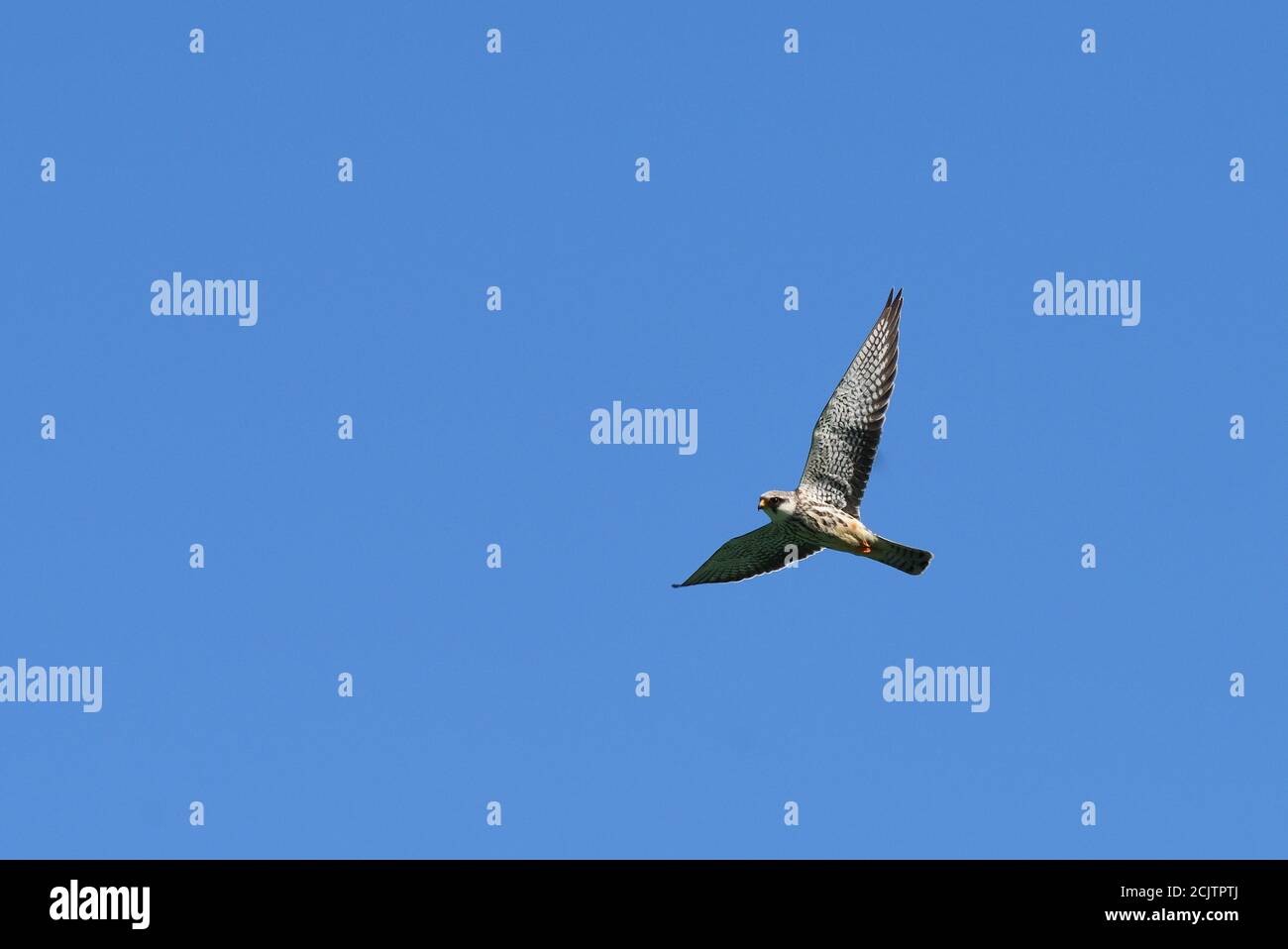 Amur Falcon (Falco amurensis) flying high up in the sky Stock Photo - Alamy