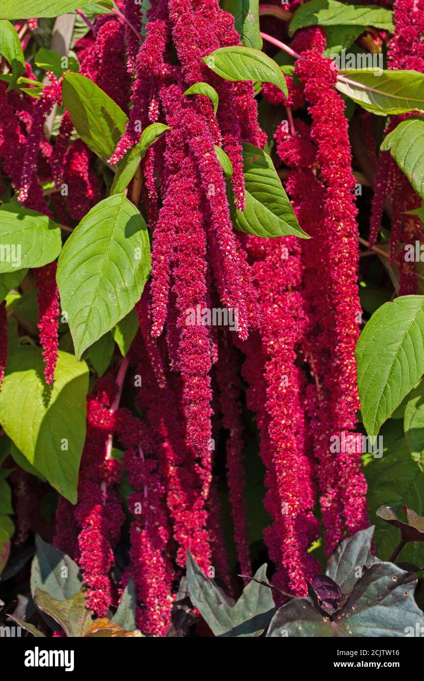 Flowering garden foxtail, Amaranthus caudatus Stock Photo - Alamy
