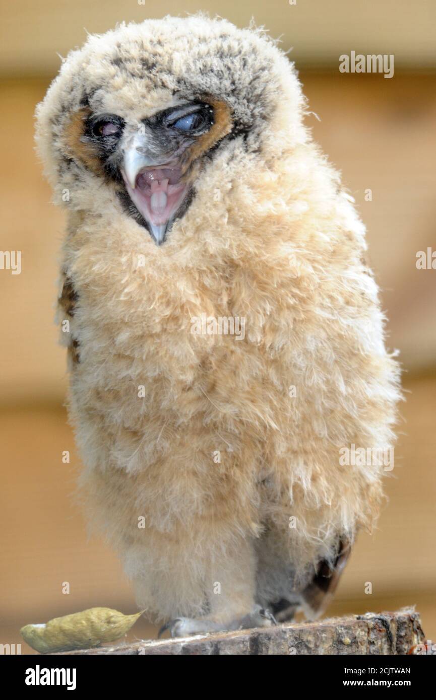 Boobook owl hi-res stock photography and images - Alamy