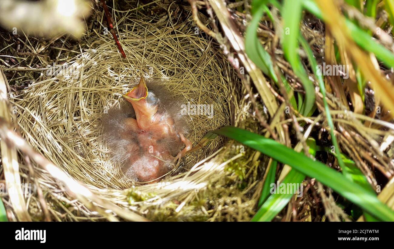 Pipit in yorkshire hi-res stock photography and images - Alamy