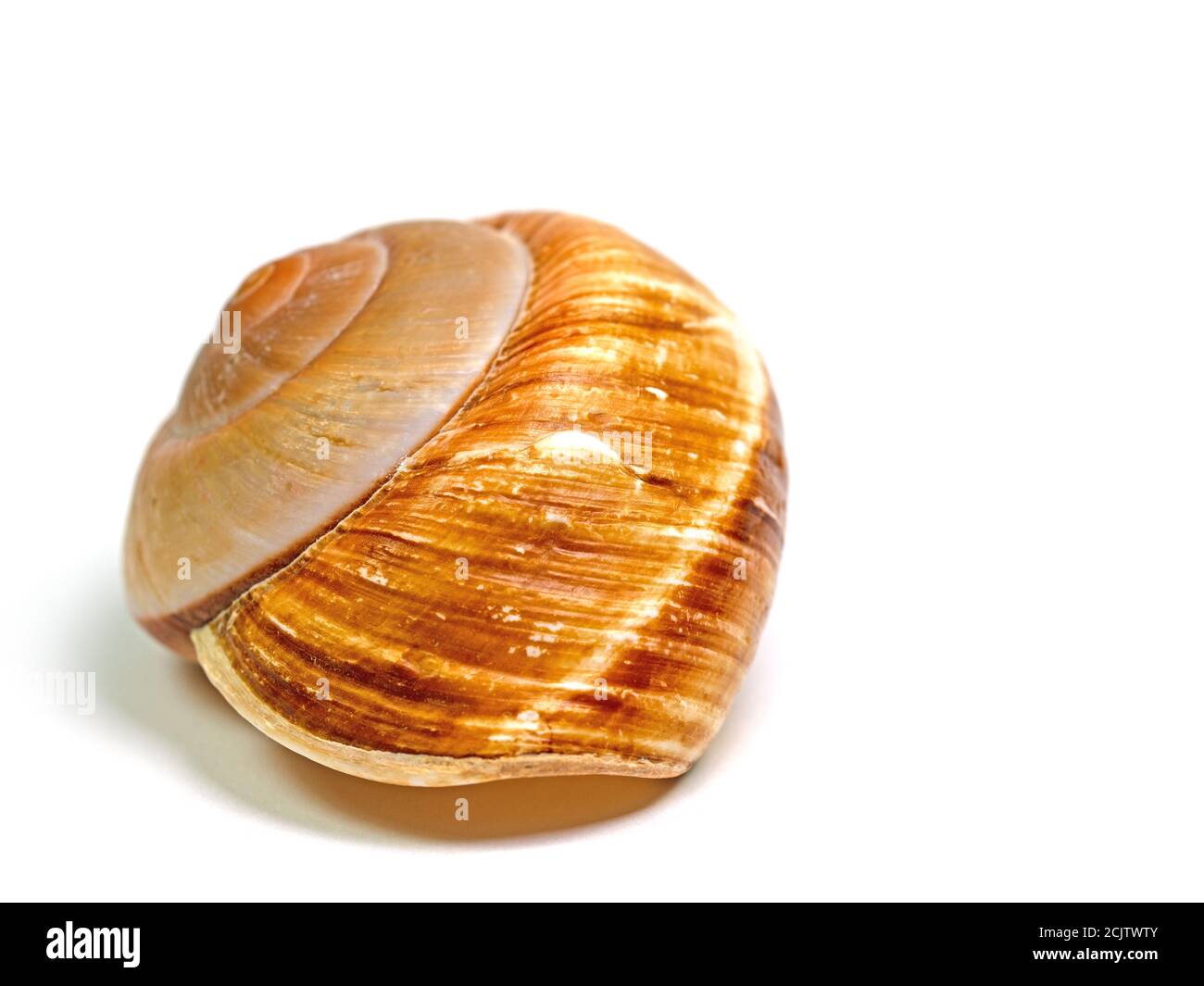 Snails curves hi-res stock photography and images - Alamy