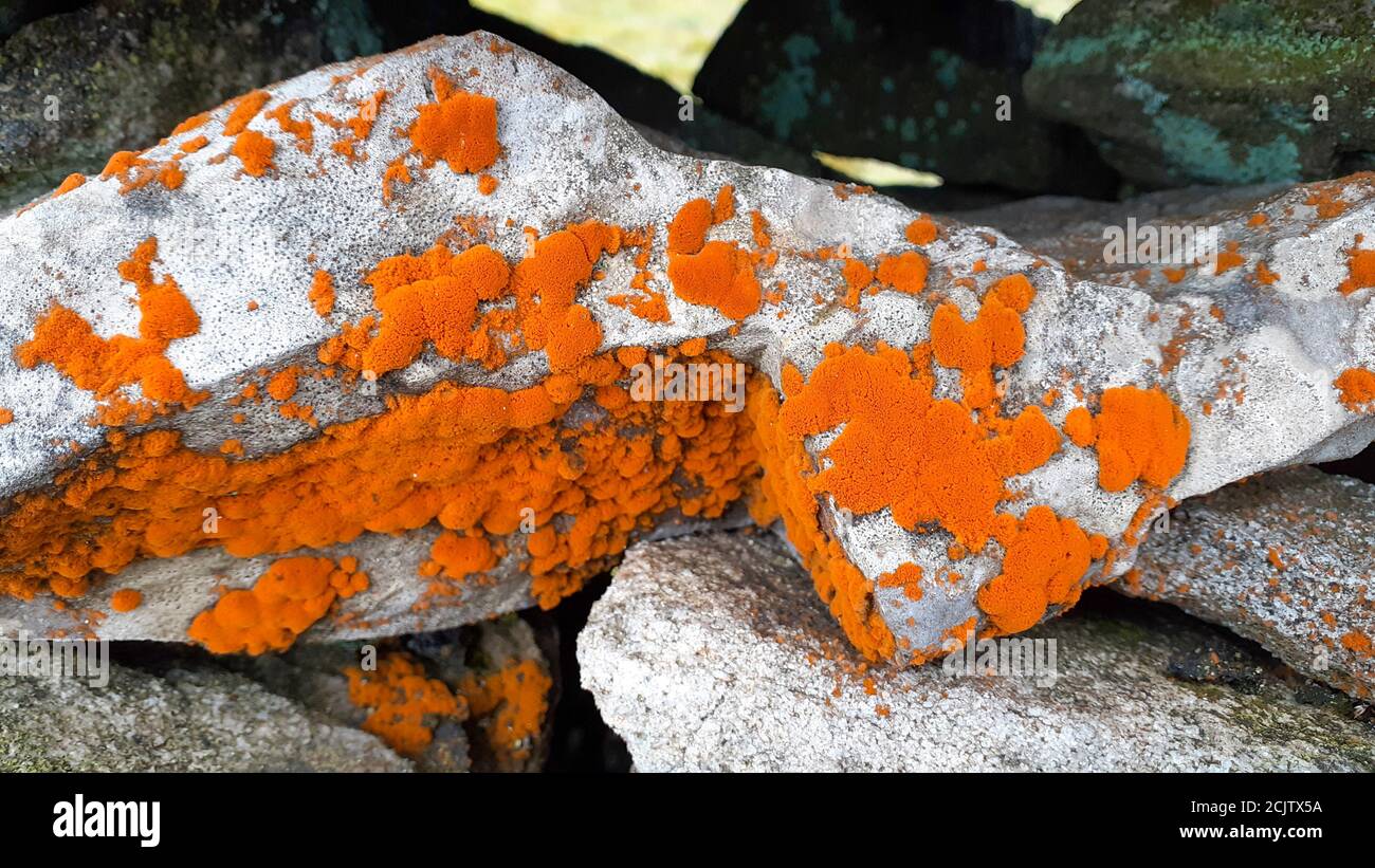 Orange lichen on rocks hi-res stock photography and images - Alamy