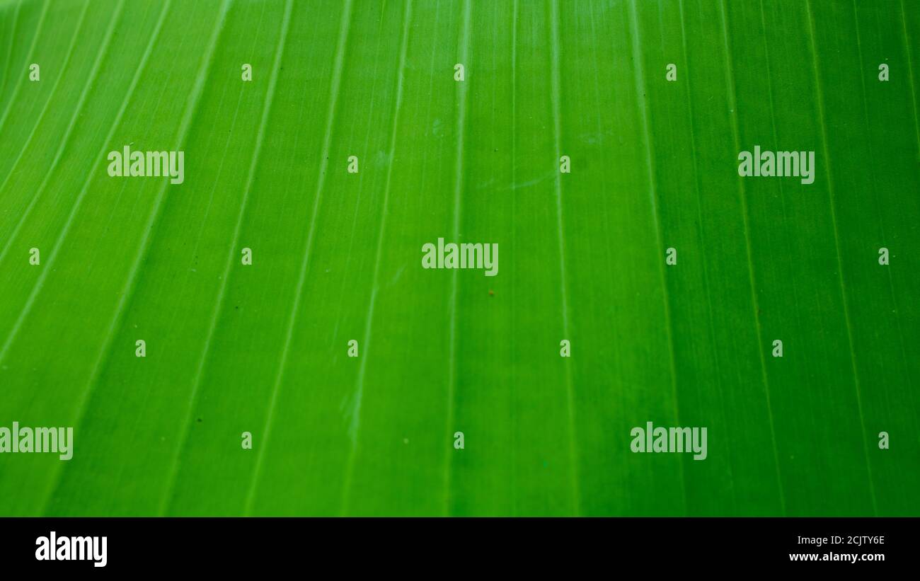 Beautiful natural Texture background of backlight fresh green Leaf ...