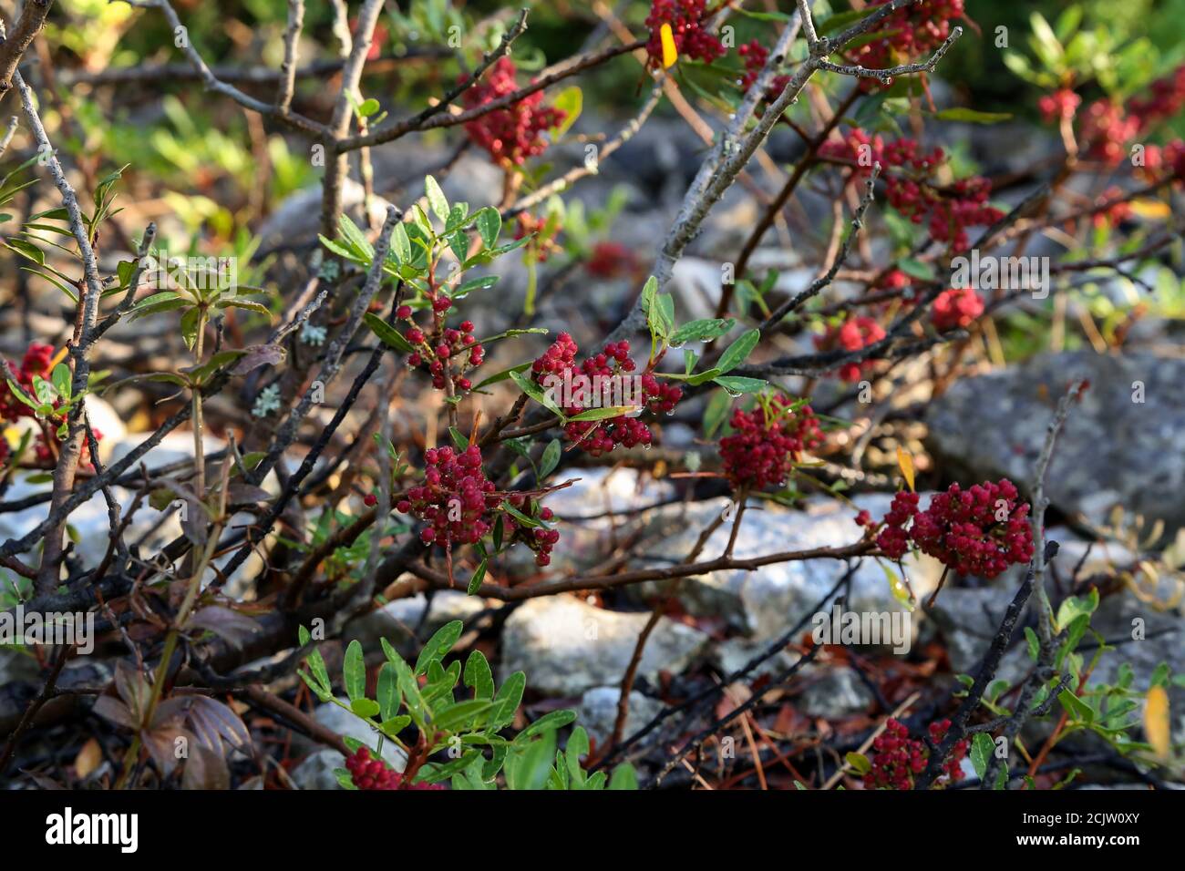 Red berries ripen on branches of shrubs Stock Photo - Alamy