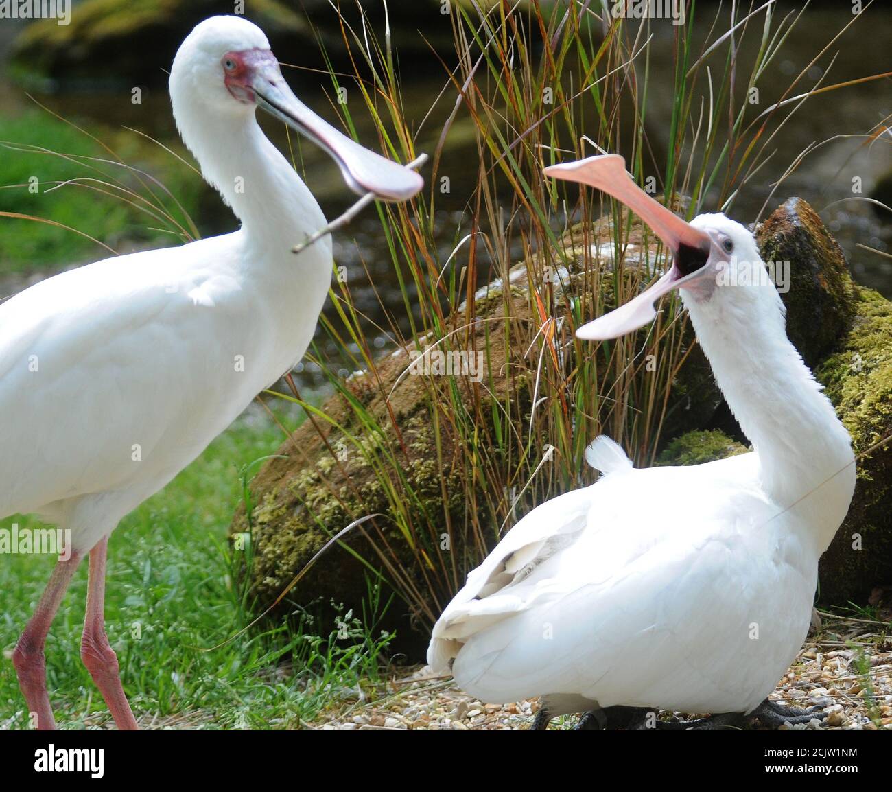 Spoon shaped beak hi-res stock photography and images - Alamy