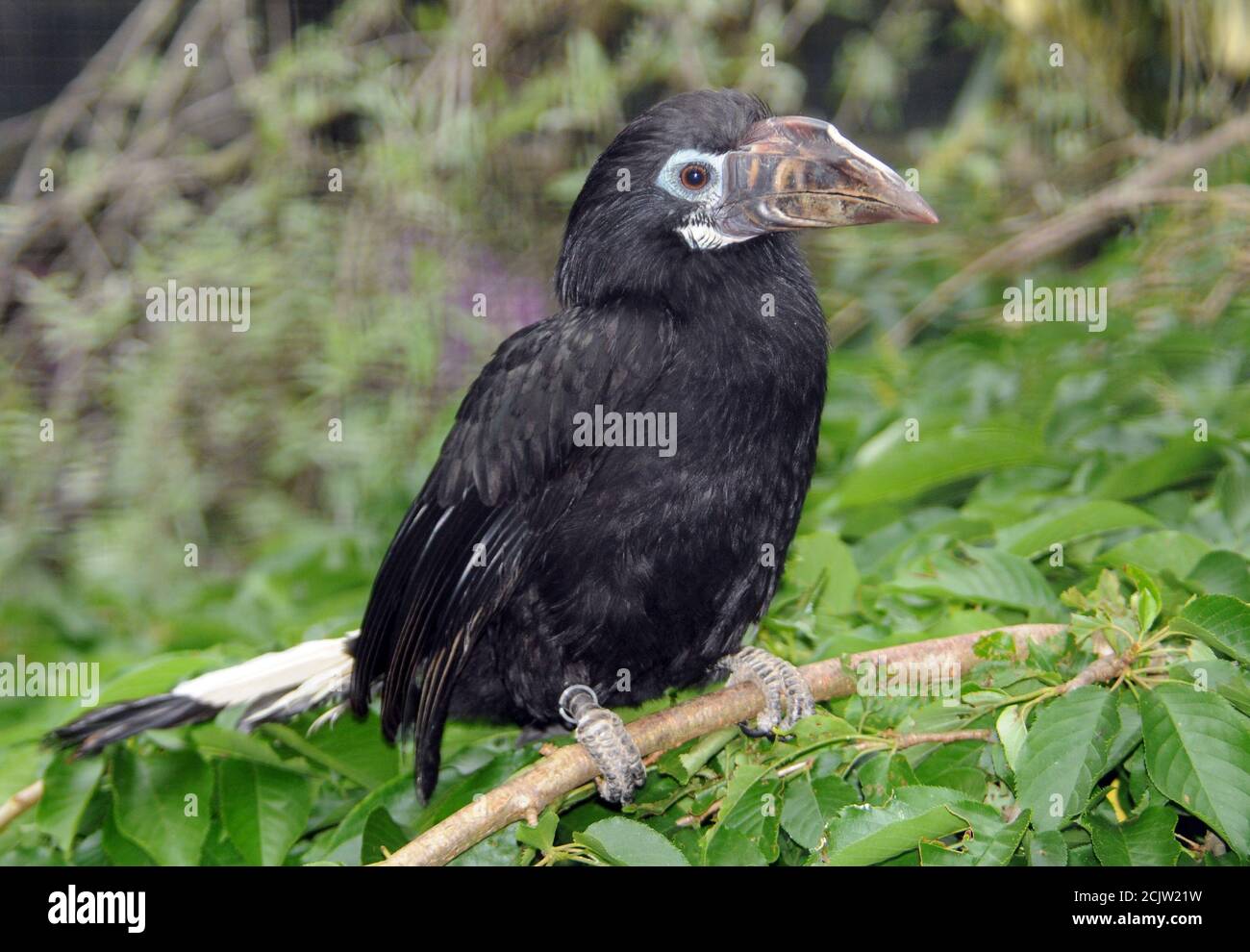 Visayan hornbill penelopides panini hi-res stock photography and images ...