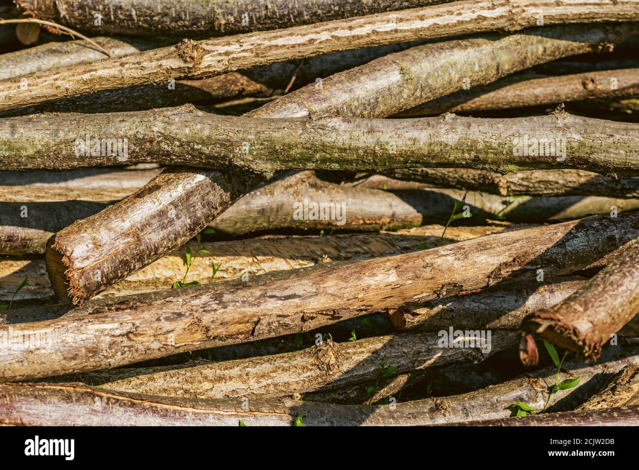 Hazel tree logs hi-res stock photography and images - Alamy