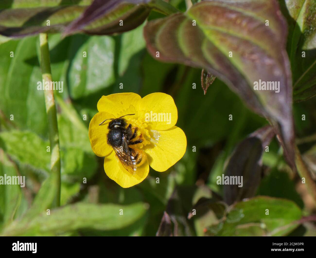 Two-coloured mason bee Osmia bicolor, collecting pollen from a ...