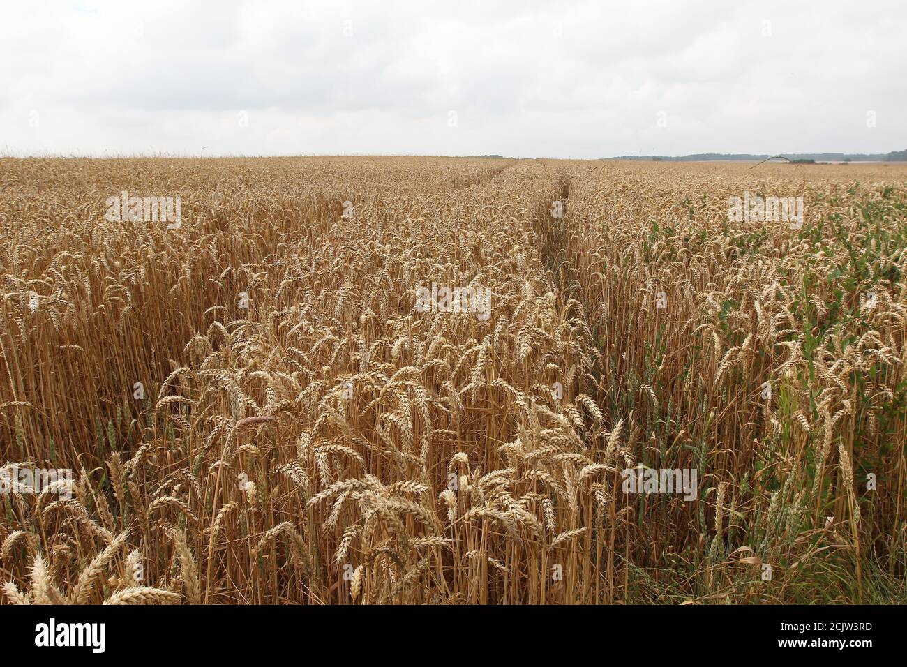 Dry wheat field under cloudy sky Stock Photo - Alamy