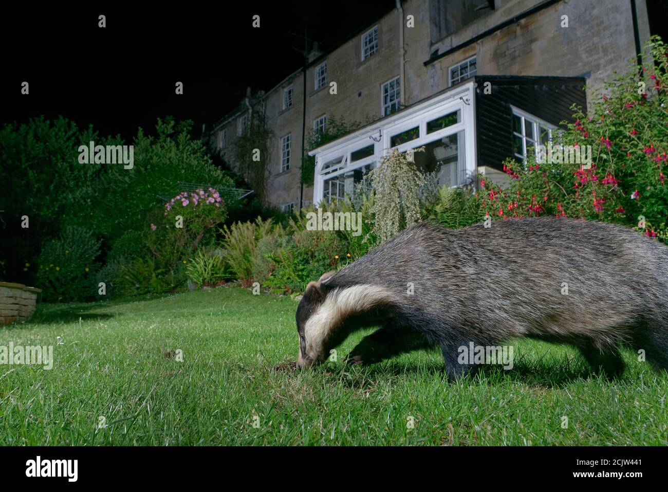 Garden badger digging hi-res stock photography and images - Alamy