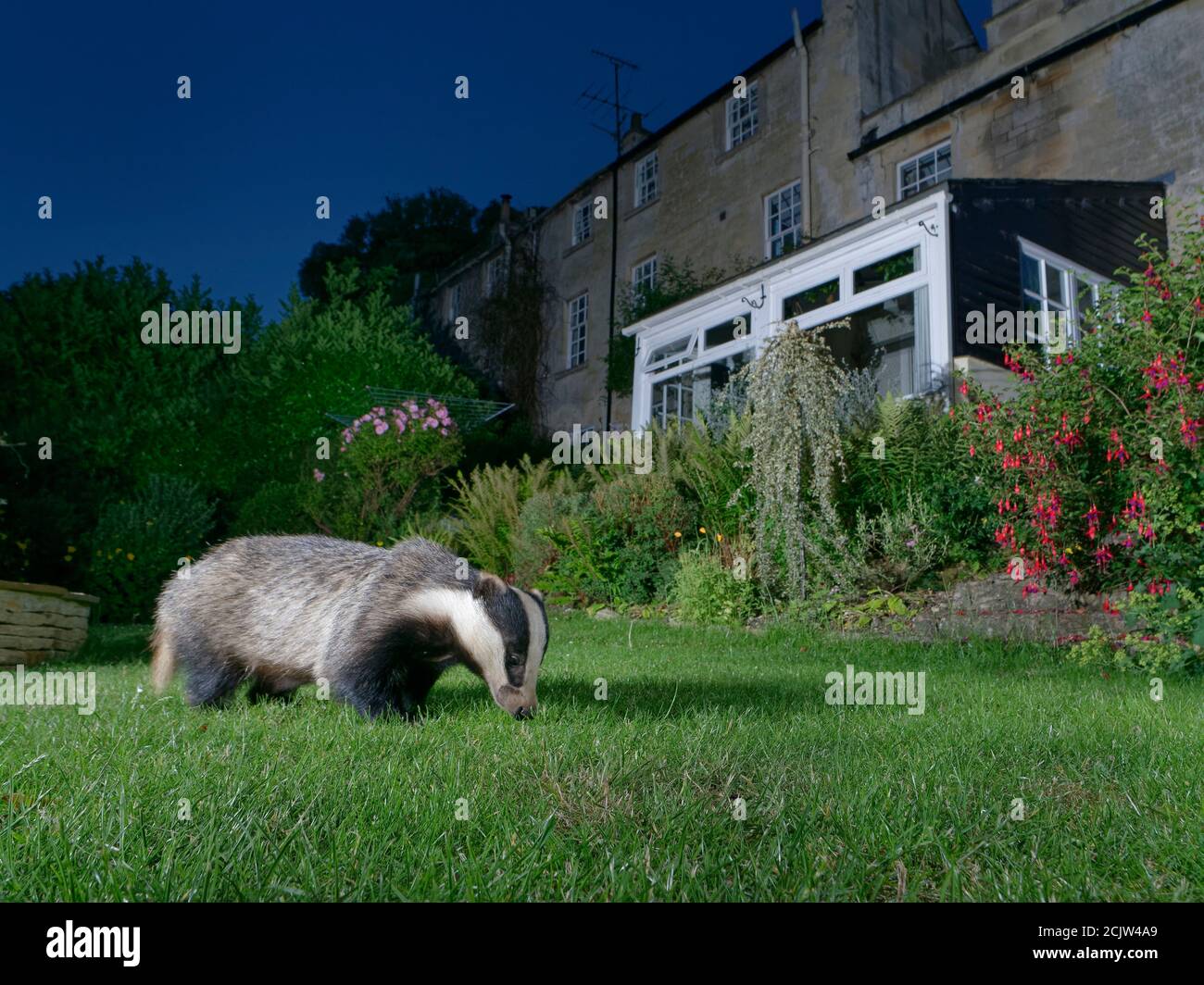 European badger (Meles meles) foraging on a garden lawn at dusk ...