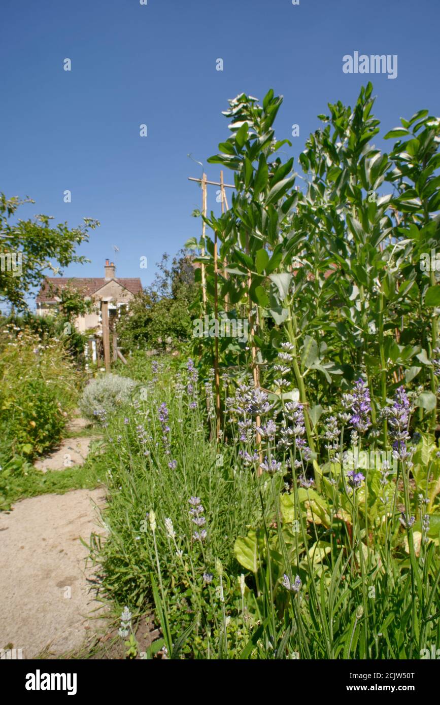 British fruit and vegetables uk hi-res stock photography and images - Alamy