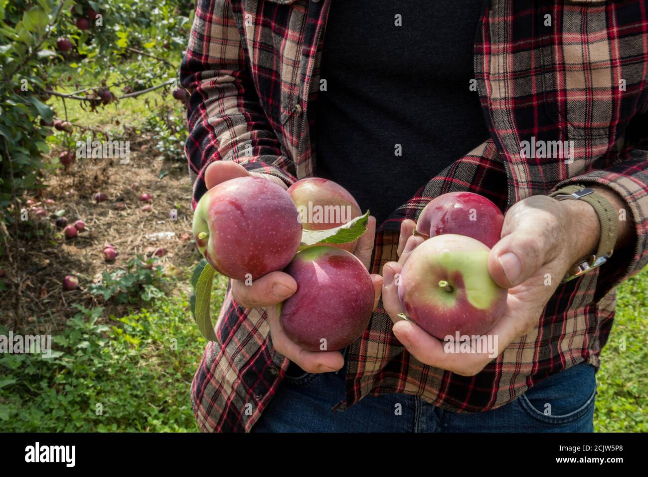 Handpicking Honey Crisp apples in plaid flannel shirt Stock Photo - Alamy