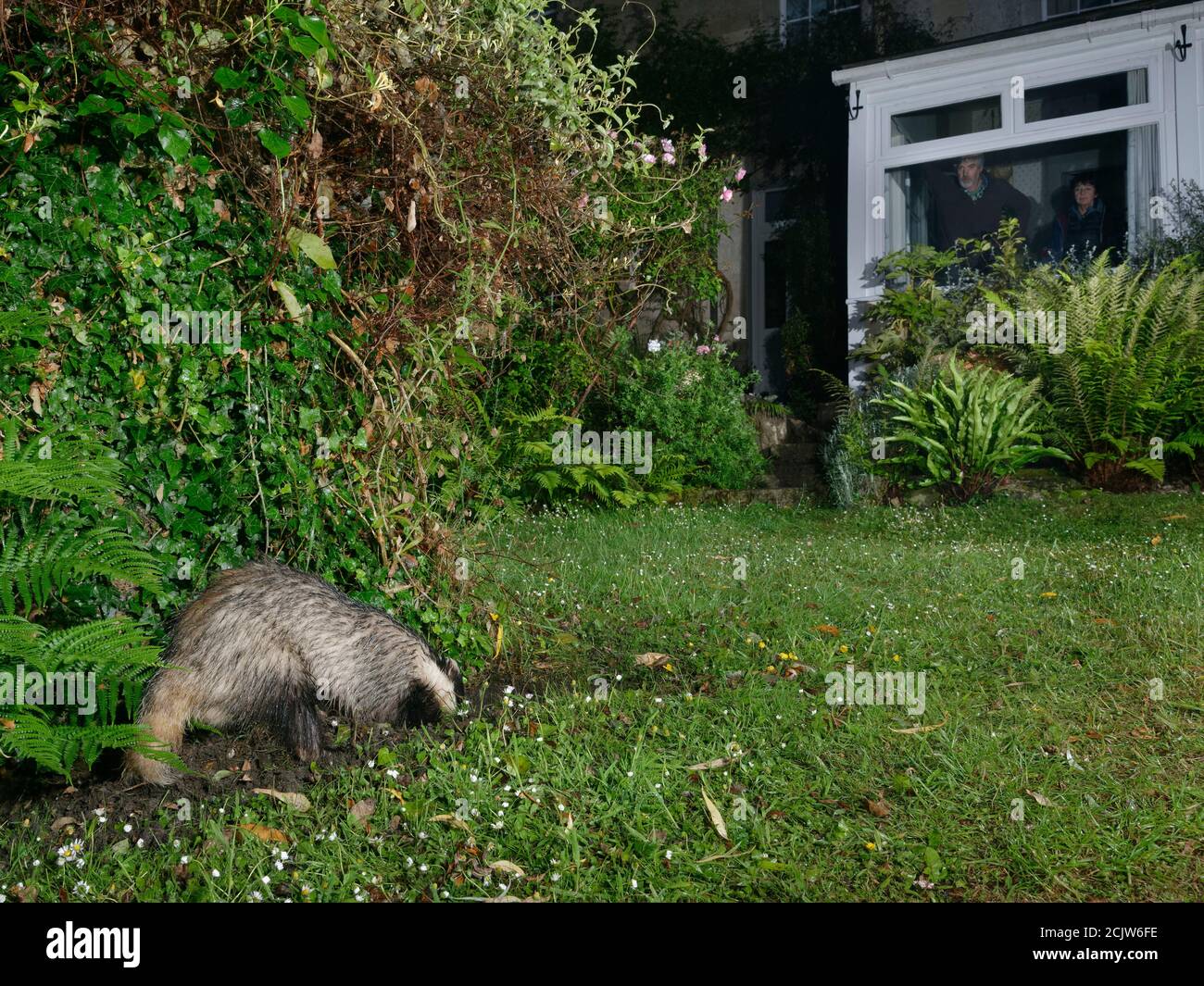 European badger (Meles meles) digging in a garden lawn at night ...