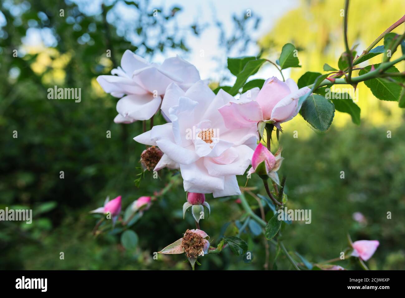 Big rose garden hi-res stock photography and images - Alamy