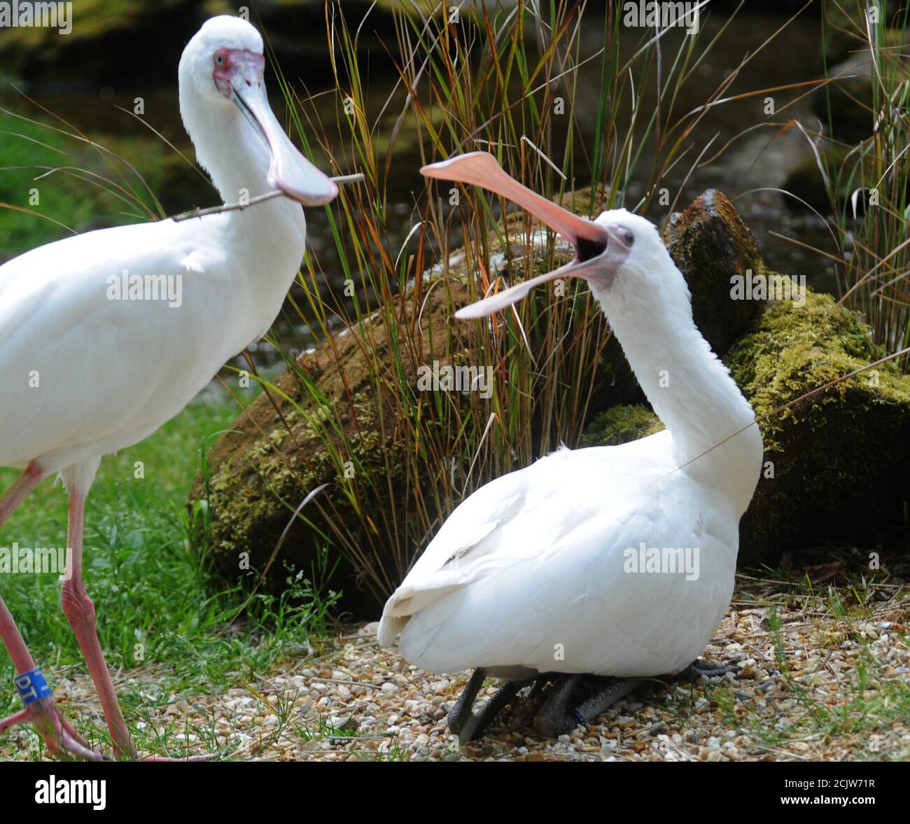 Spoon shaped beak hi-res stock photography and images - Alamy