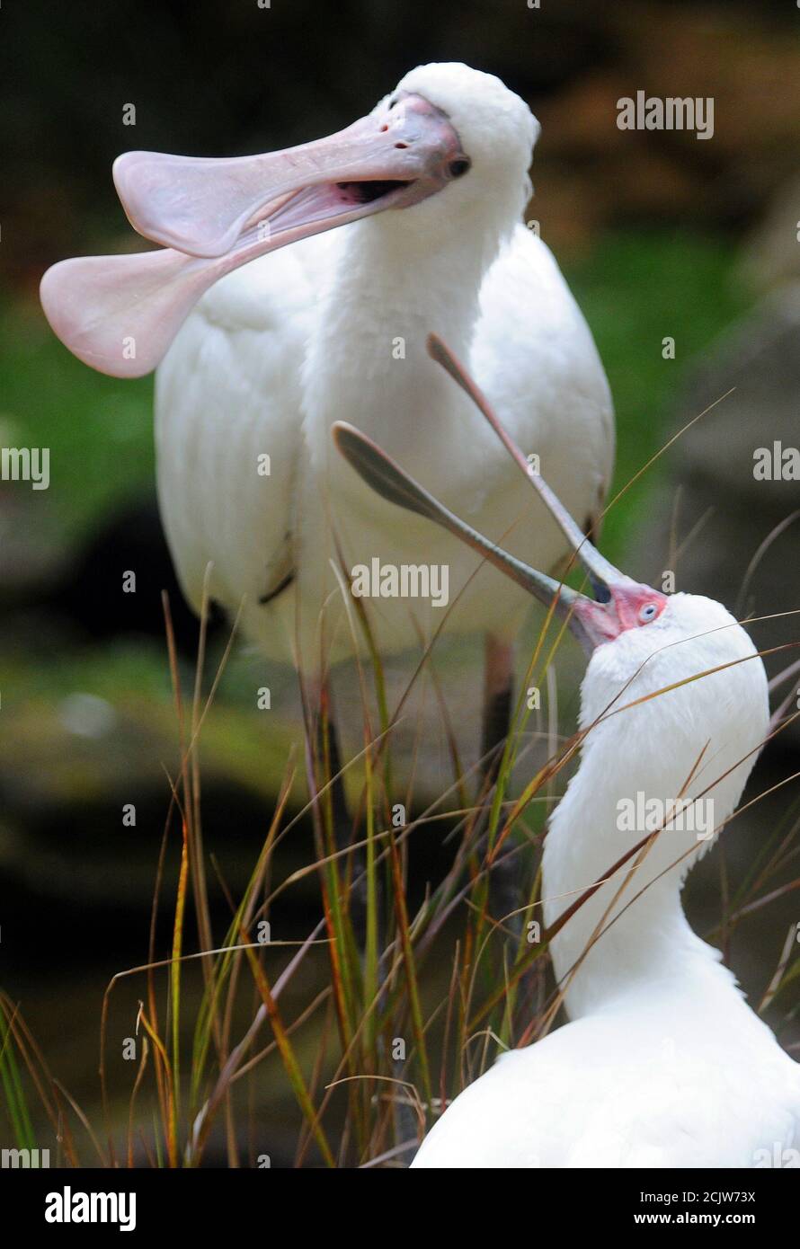 African spoonbills nest building hi-res stock photography and images ...